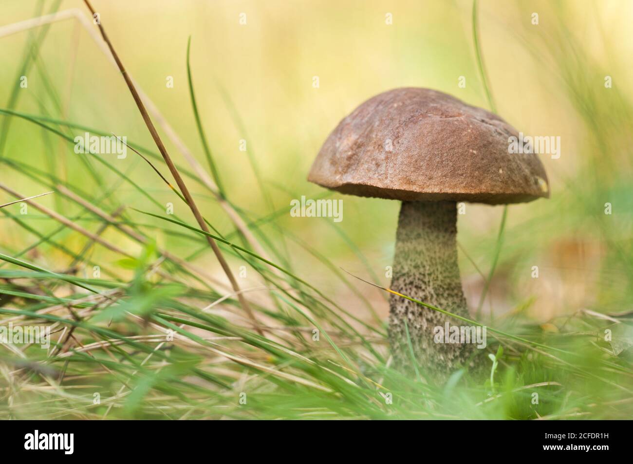 Birch mushroom -Fotos und -Bildmaterial in hoher Auflösung – Alamy