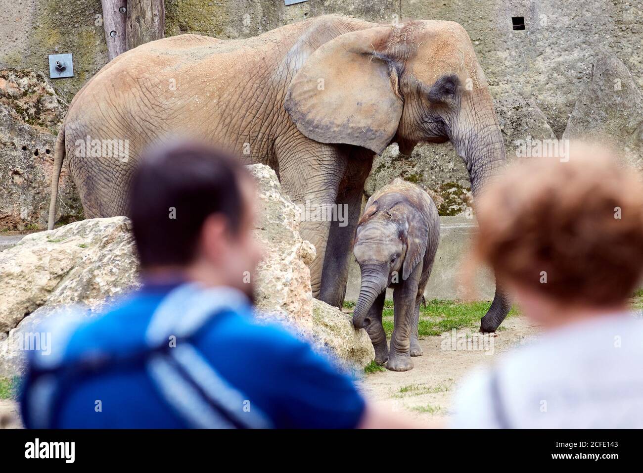 Schonbrunn zoo elefanten -Fotos und -Bildmaterial in hoher Auflösung ... Schonbrunn zoo elefanten -Fotos und -Bildmaterial in hoher Auflösung ...