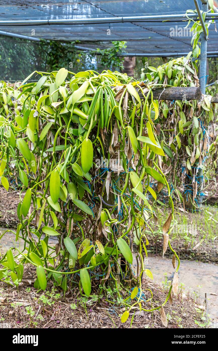 Vanille plantage -Fotos und -Bildmaterial in hoher Auflösung – Alamy