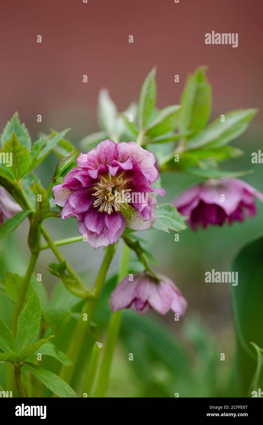 Helleborus double ellen Bloom. Hellebore wächst im Garten. Hellebore ...
