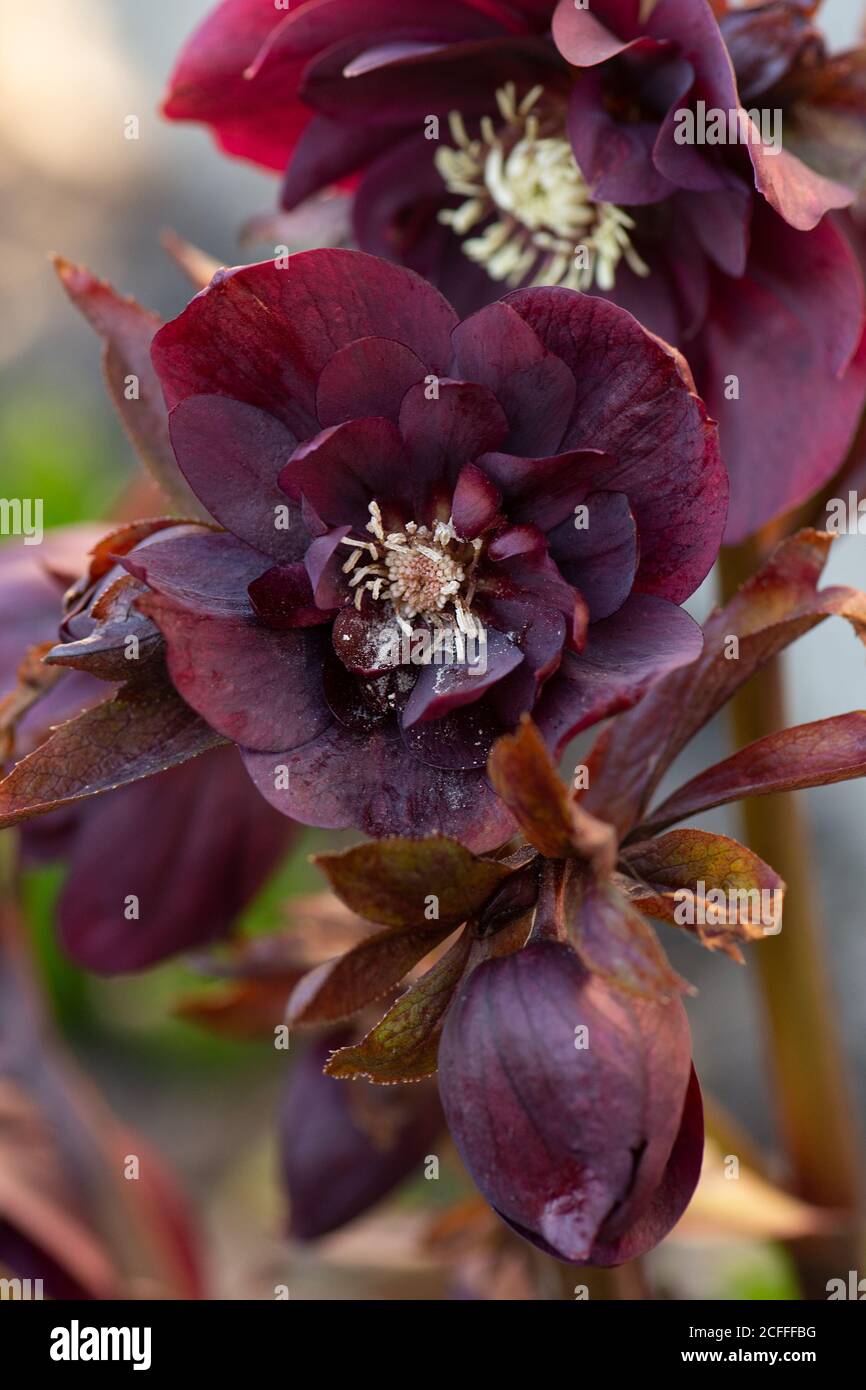 Fastenrose doppelt ellen lila -Fotos und -Bildmaterial in hoher ...