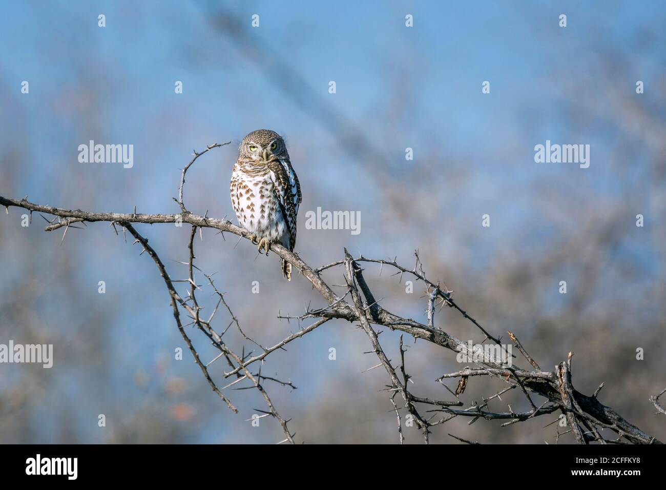 Afrikaner vergitterte owlet glaucidium capense safari -Fotos und ...