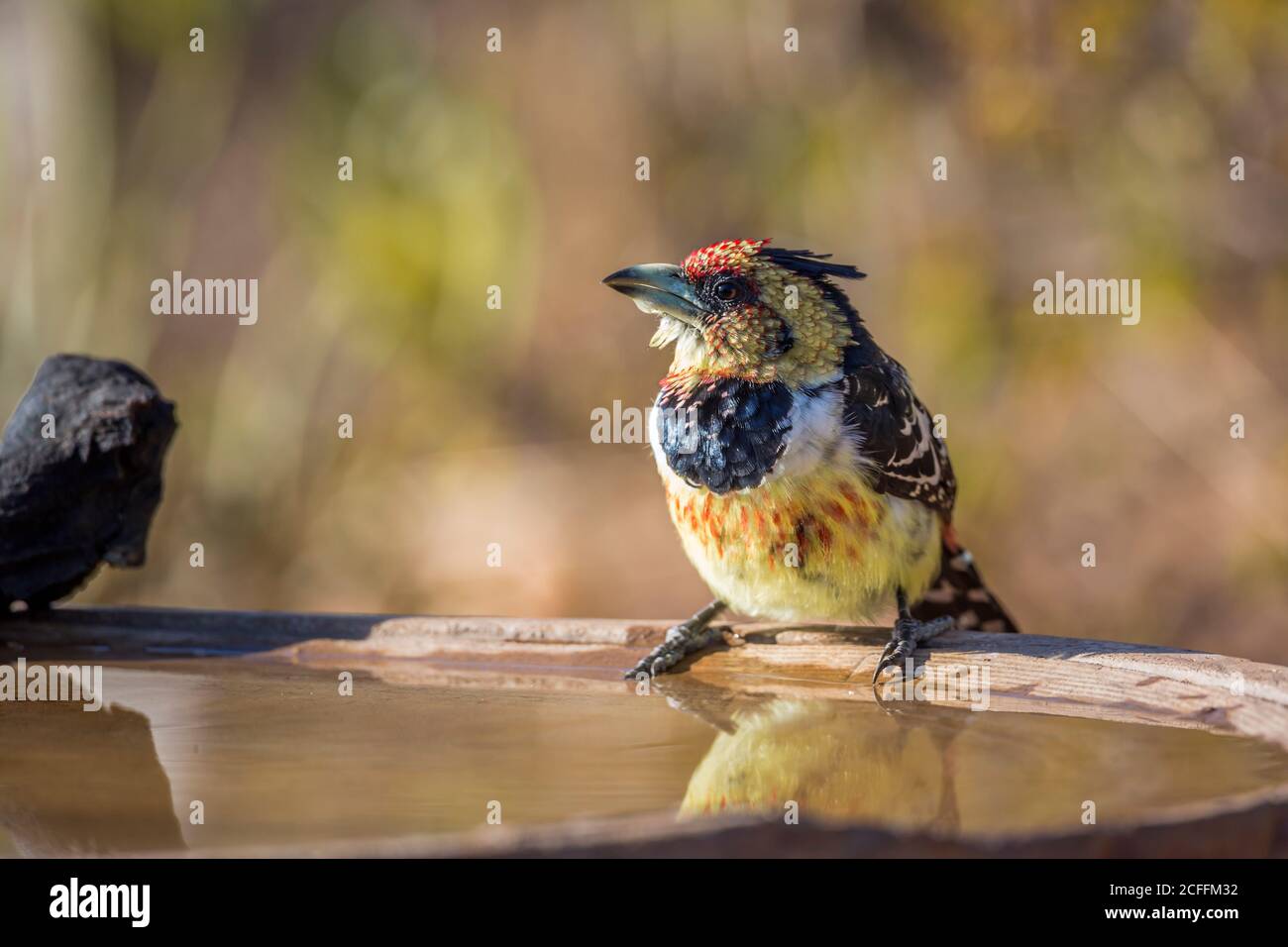Crested Barbet steht am Wasserteich im Kruger Nationalpark, Südafrika ...