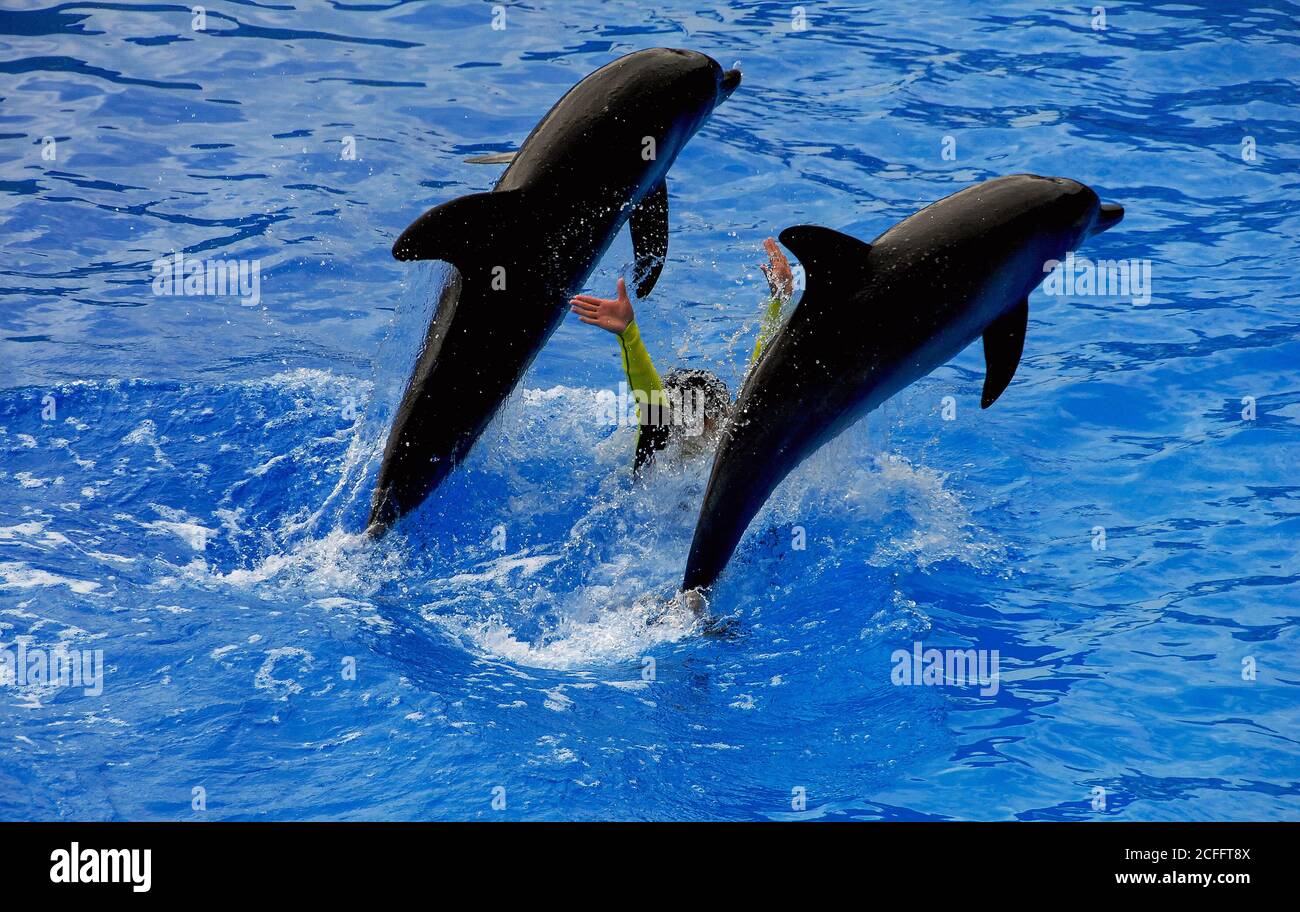 Zwei Delfine Springen Mit Trainer Im Neoprenanzug Stockfotos und ...