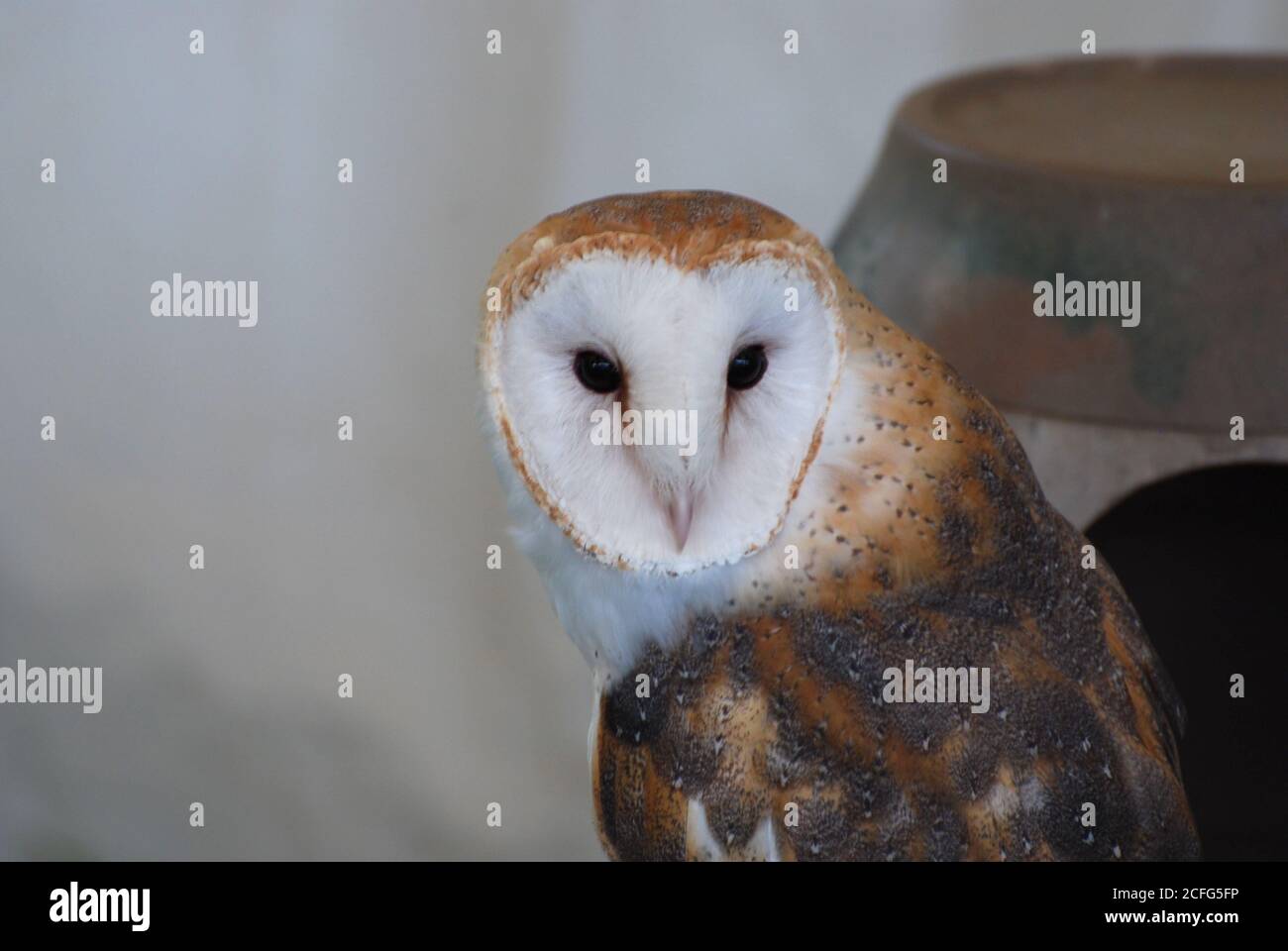 Eule mit kopf gedreht -Fotos und -Bildmaterial in hoher Auflösung ...