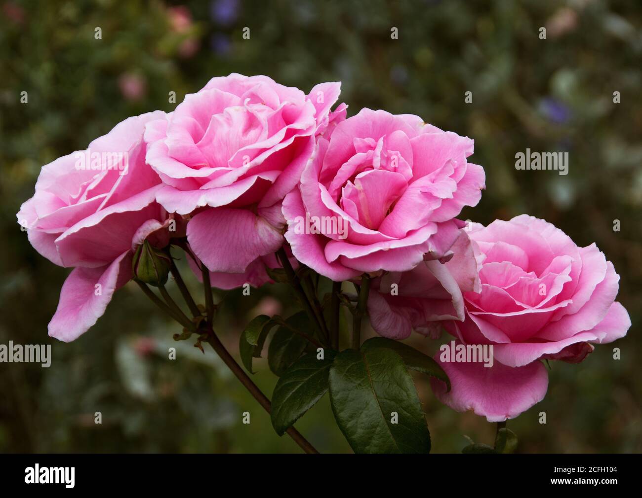 Rosa buschrose -Fotos und -Bildmaterial in hoher Auflösung – Alamy