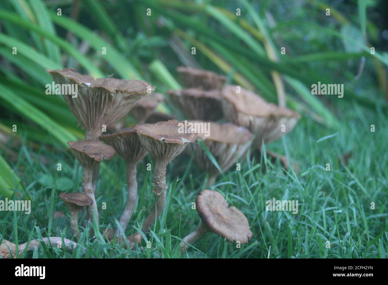 Pilze im rasen -Fotos und -Bildmaterial in hoher Auflösung – Alamy