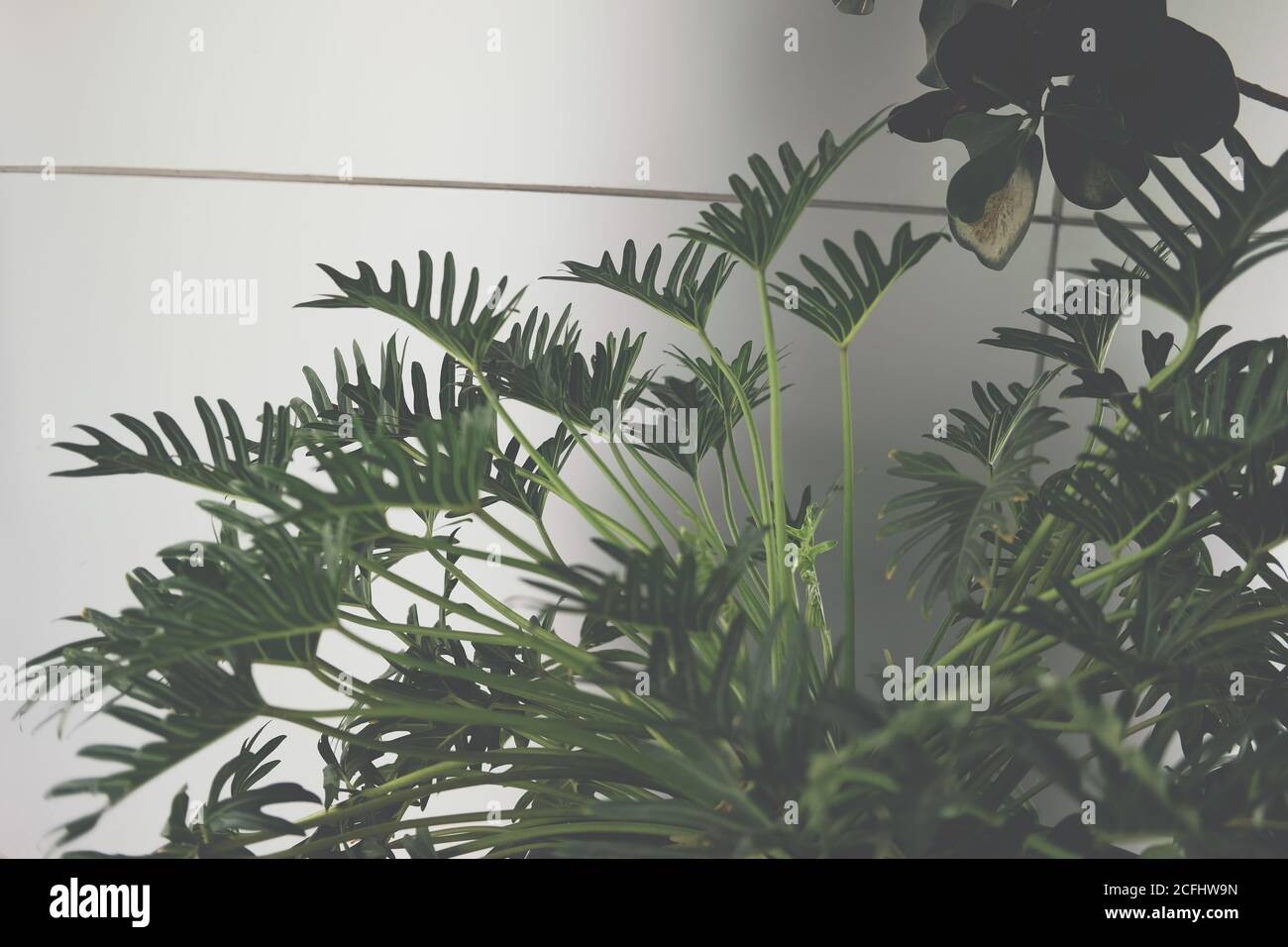 Monstera Wachst Schief 1