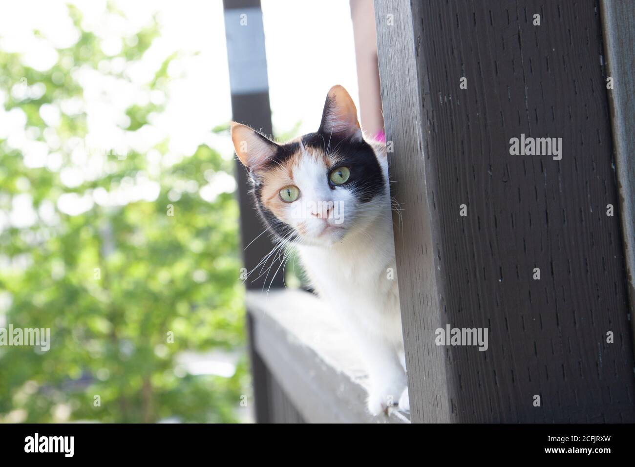 Calico kitty sitzt auf der veranda -Fotos und -Bildmaterial in hoher ...