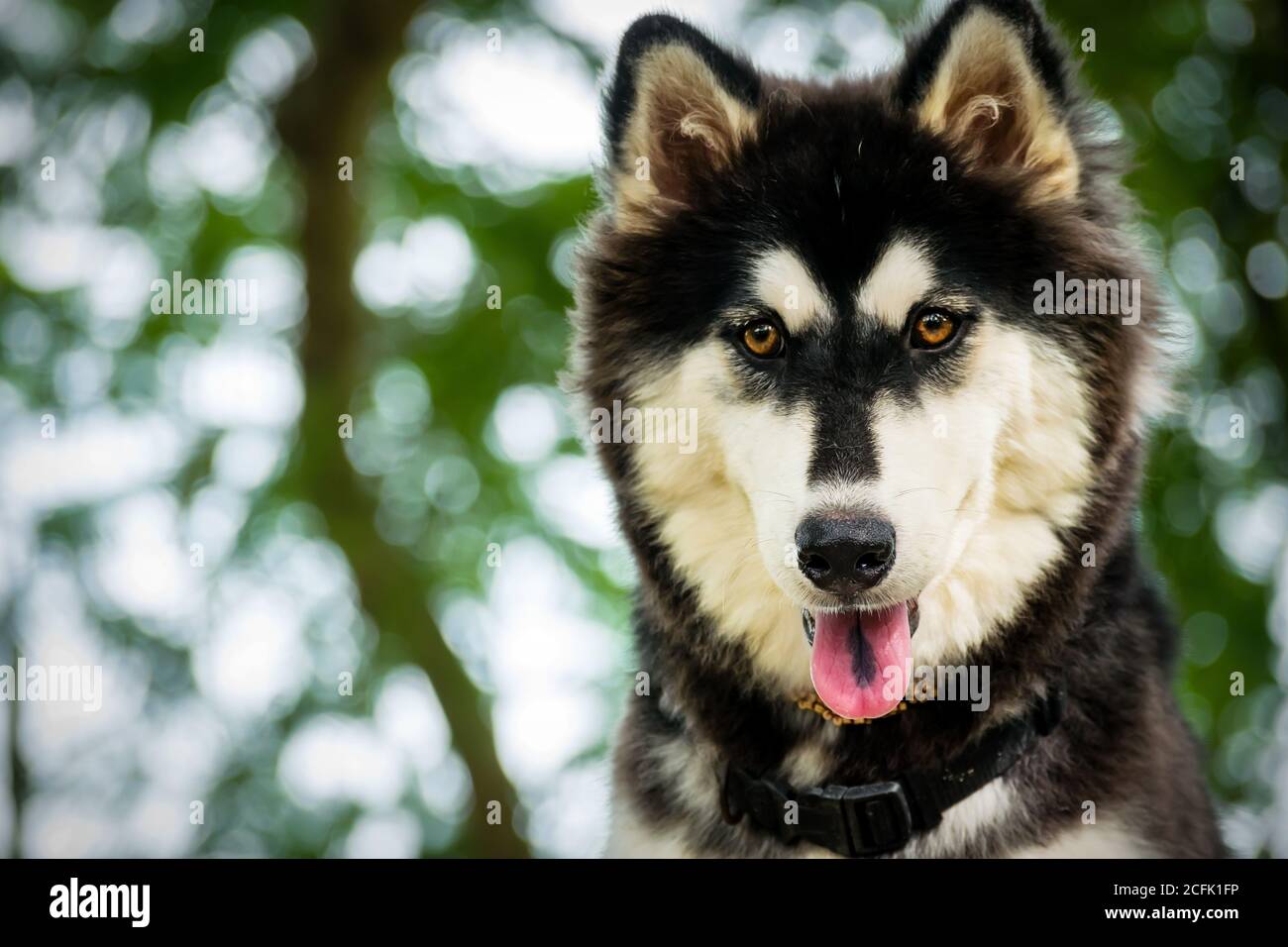 Husky mit braunen augen -Fotos und -Bildmaterial in hoher Auflösung – Alamy