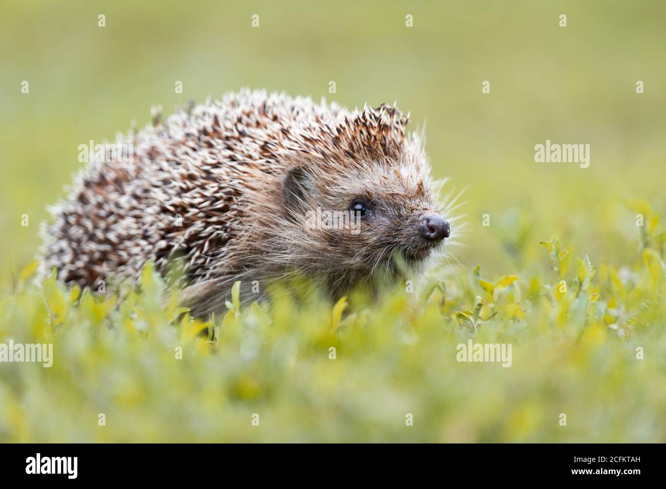 Igel, (Wissenschaftlicher Name: Erinaceus europaeus) Wilde ...