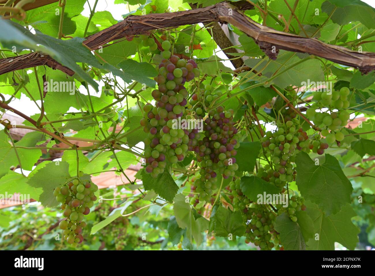 Reifende Trauben Stockfotos und -bilder Kaufen - Alamy