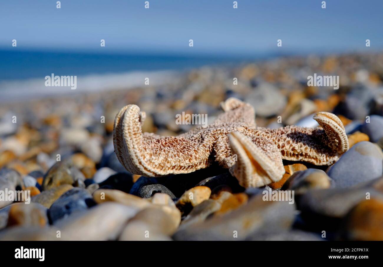 Nordsee seestern -Fotos und -Bildmaterial in hoher Auflösung – Alamy