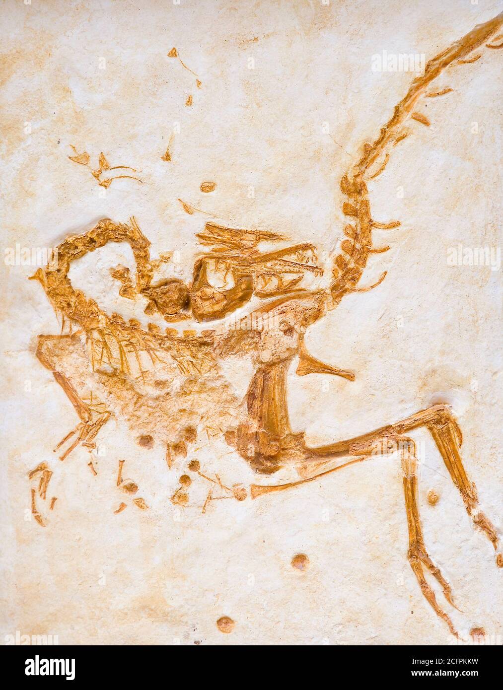 Compsognathus longipes -Fotos und -Bildmaterial in hoher Auflösung – Alamy