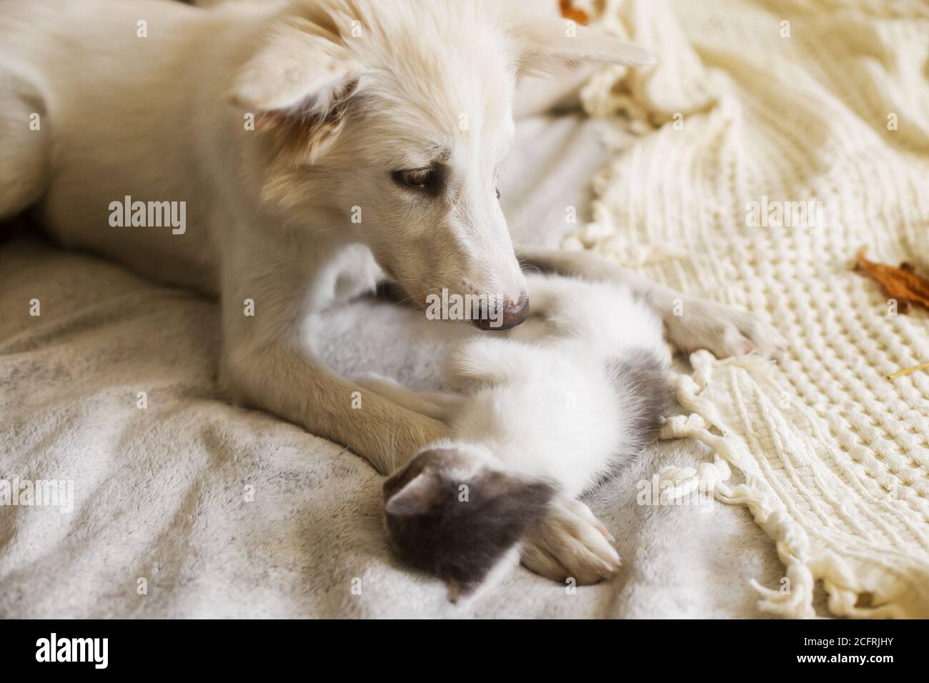 Erstaunlich Kleine Tiere Im Bett Fotos