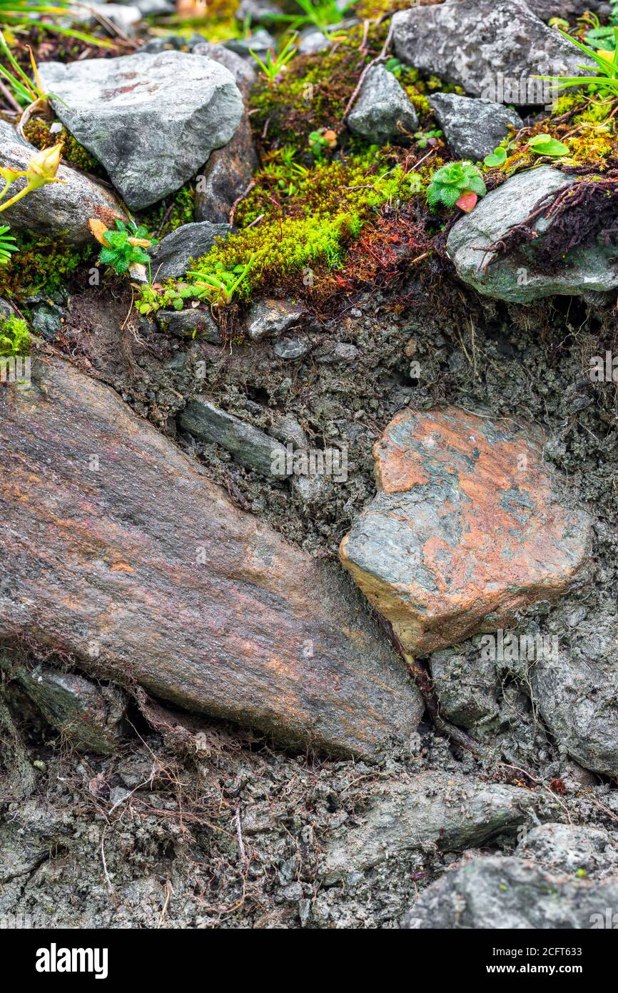 Bodenprofil eines Leptosols am Elendboden am Großglockner ...