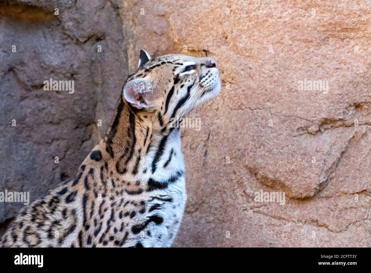 Ocelot wildcat wildlife -Fotos und -Bildmaterial in hoher Auflösung – Alamy