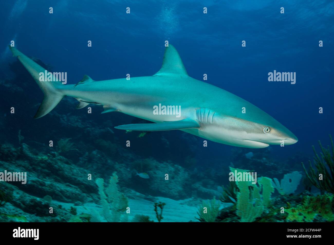 Hms proselyte tauchplatz -Fotos und -Bildmaterial in hoher Auflösung ...
