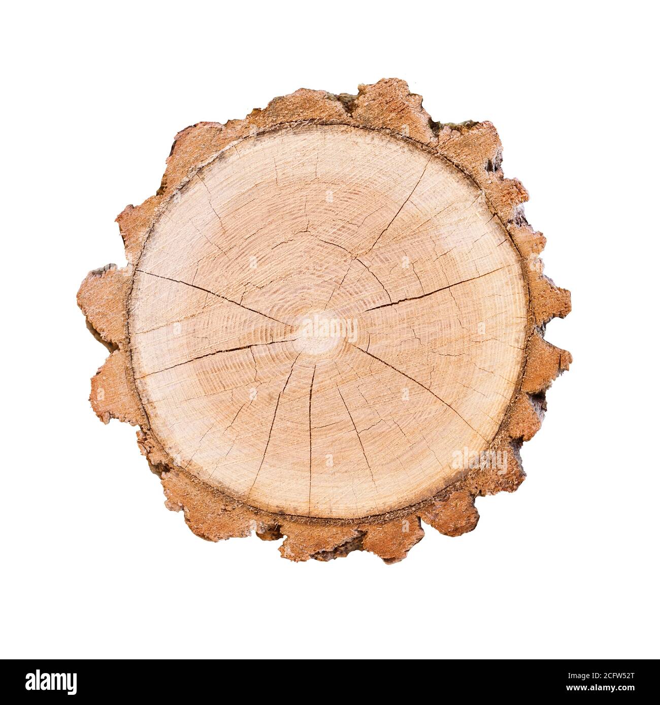 Gefälltes Stück Holz aus einem Baumstamm mit Wachstumsringen isoliert ...