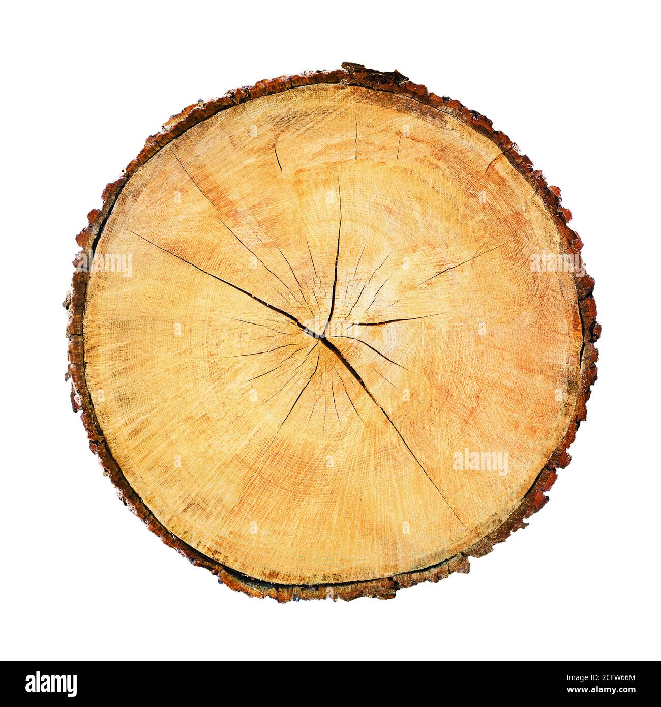 Gefälltes Stück Holz aus einem Baumstamm mit Wachstumsringen isoliert ...