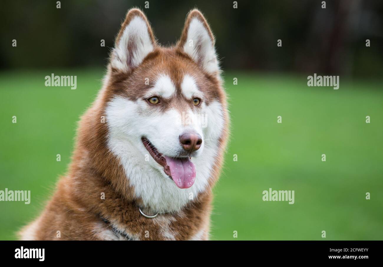 Brauner Husky Stockfotos und -bilder Kaufen - Alamy