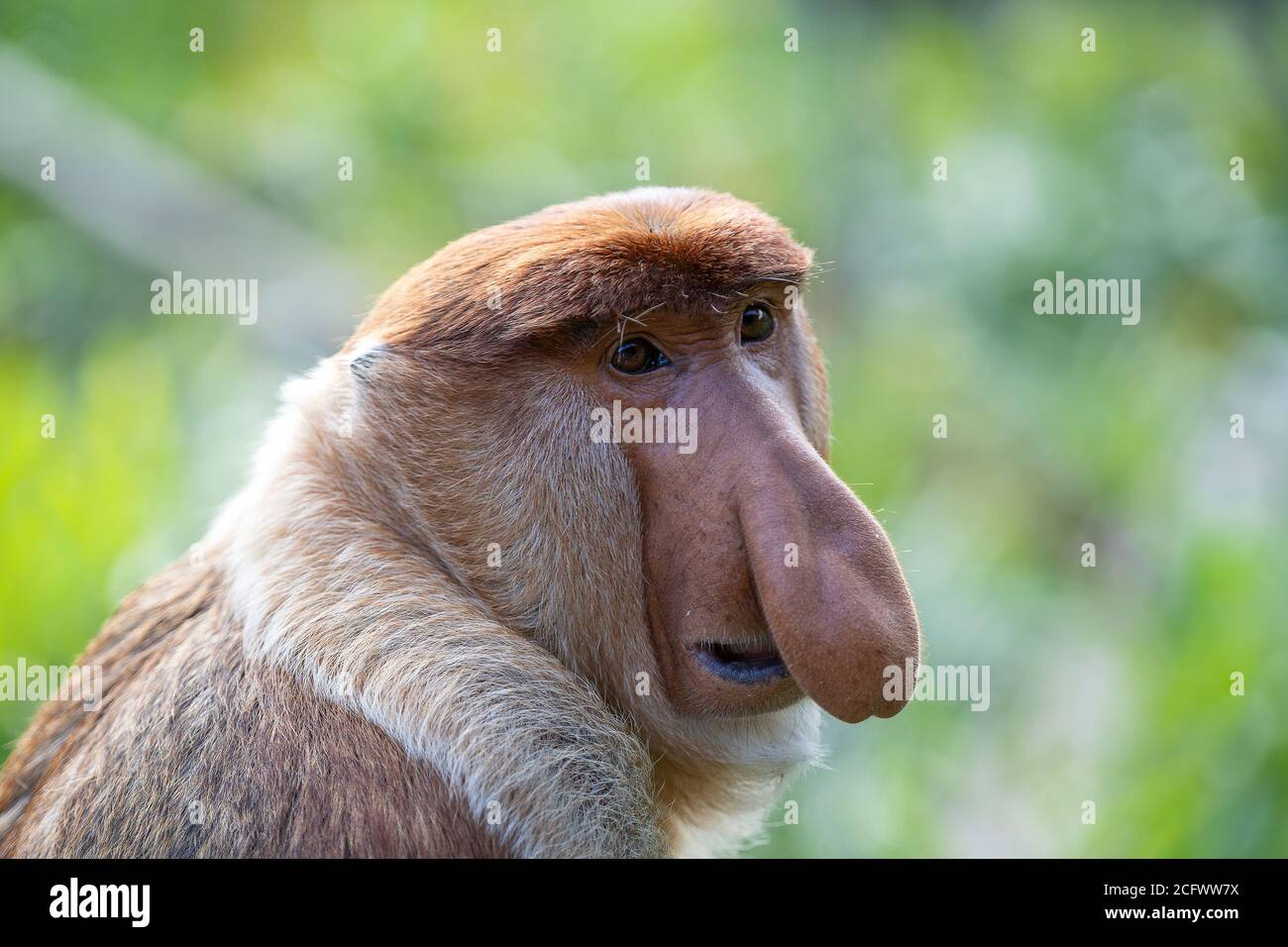 Langnasiger Affe Nasalis Larvatus Stockfotos und -bilder Kaufen - Alamy
