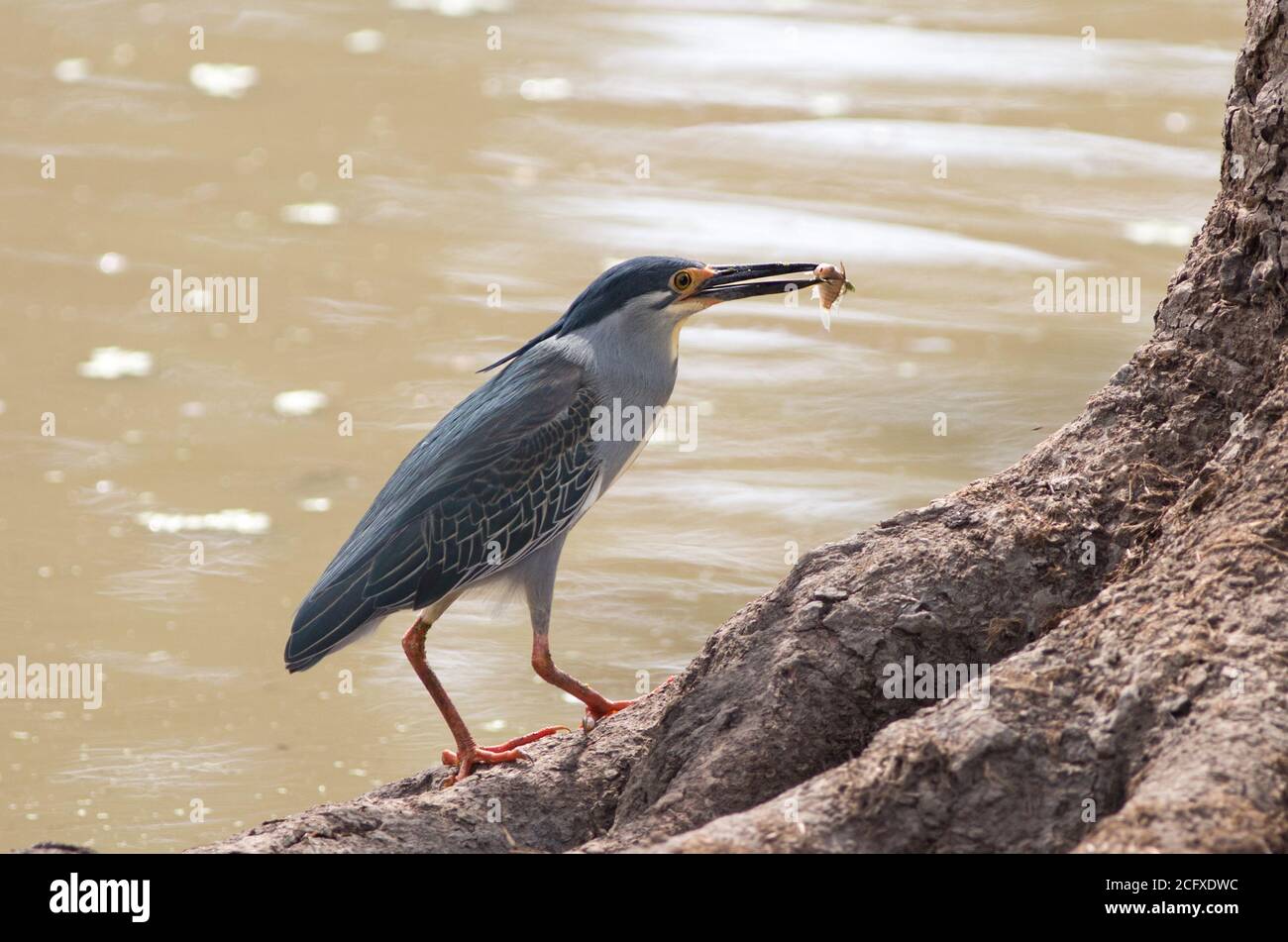 Migratory fish -Fotos und -Bildmaterial in hoher Auflösung – Alamy