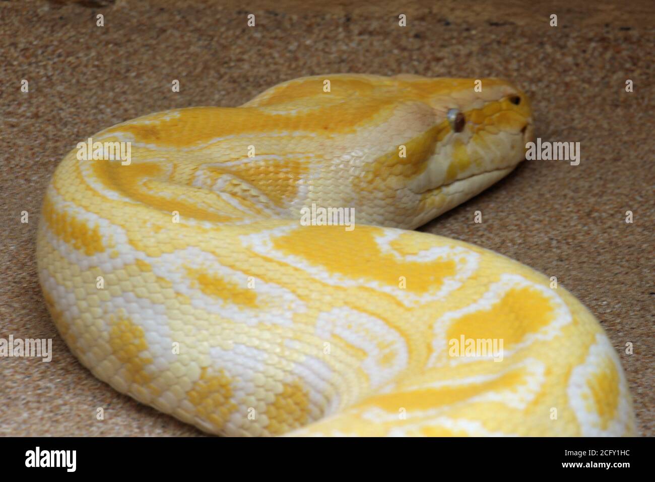 Dunkler tigerpython -Fotos und -Bildmaterial in hoher Auflösung – Alamy