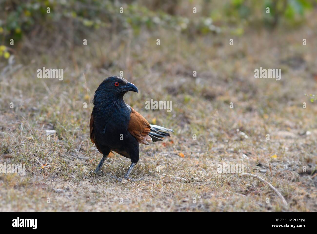 Toller coucal -Fotos und -Bildmaterial in hoher Auflösung – Alamy