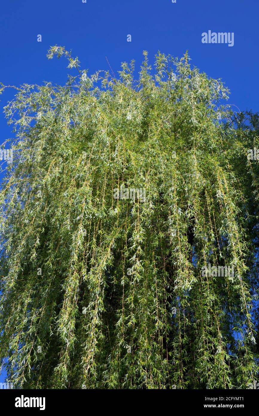 Salix alba tristis -Fotos und -Bildmaterial in hoher Auflösung – Alamy