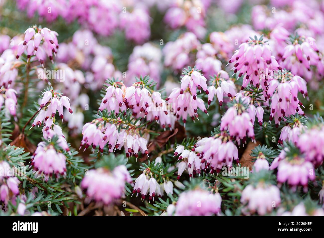 Kramers Rot Stockfotos und -bilder Kaufen - Alamy