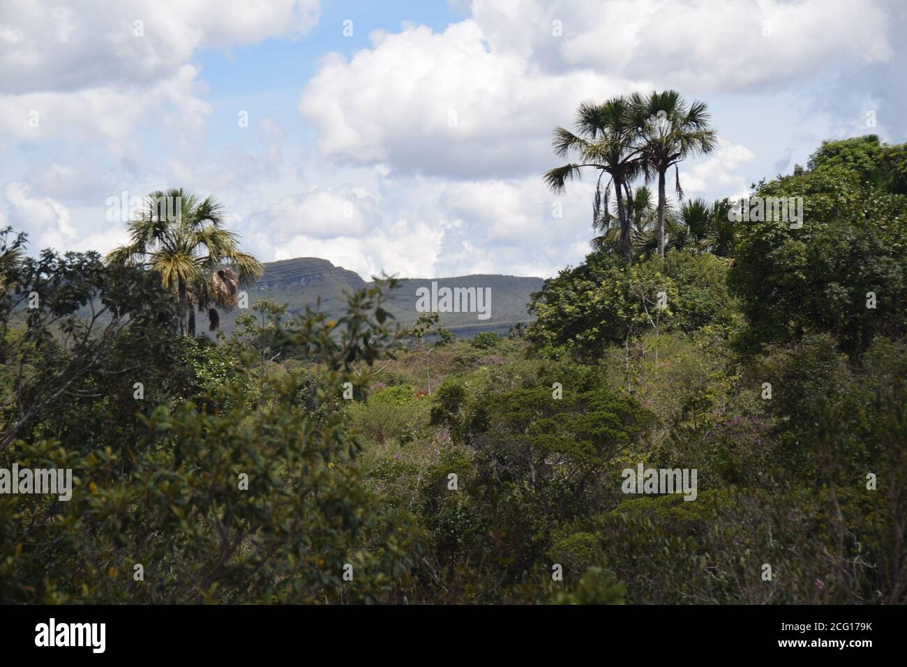 Bioma von cerrado -Fotos und -Bildmaterial in hoher Auflösung – Alamy