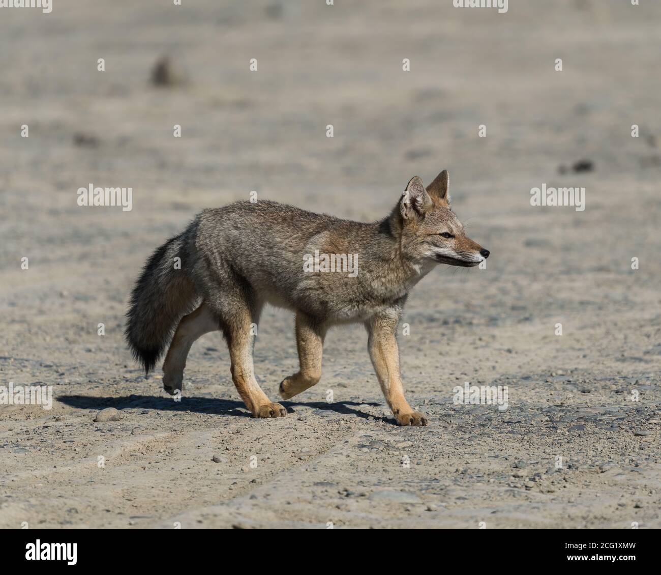 Der südamerikanische Graufuchs, Lycalopex griseus, wird auch als chilla ...