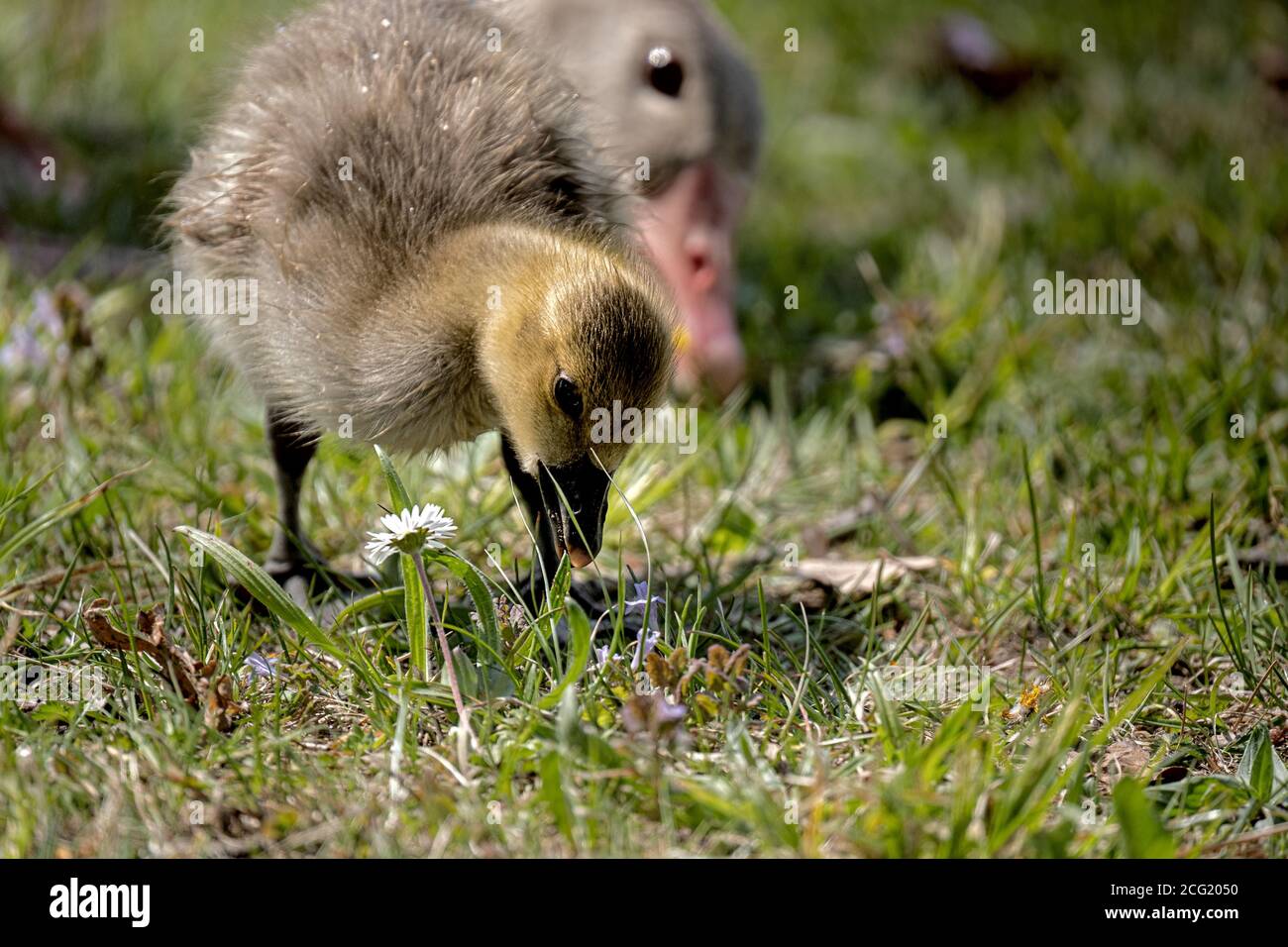 Kleine gans -Fotos und -Bildmaterial in hoher Auflösung – Alamy