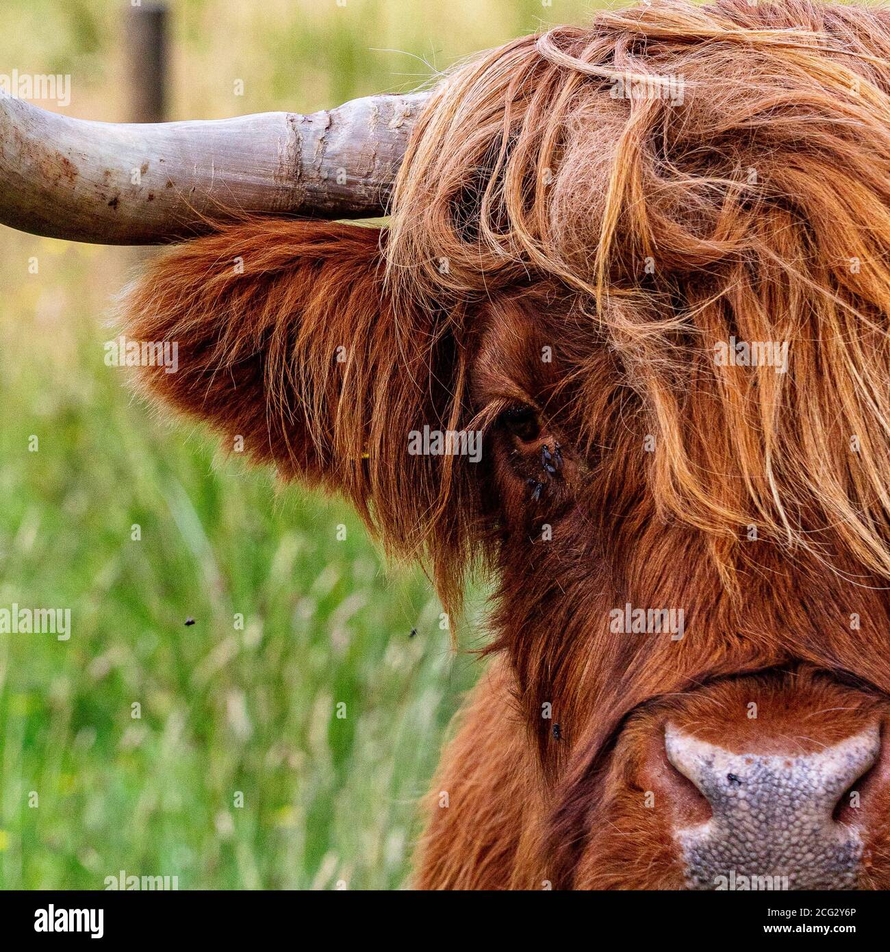Haarige kuh -Fotos und -Bildmaterial in hoher Auflösung – Alamy