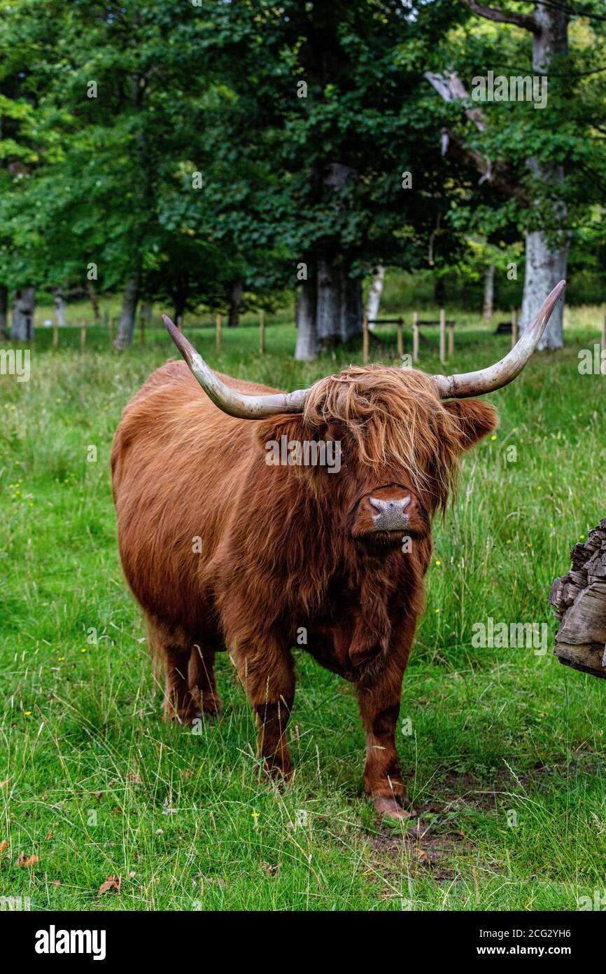 Haarige tiere -Fotos und -Bildmaterial in hoher Auflösung – Alamy