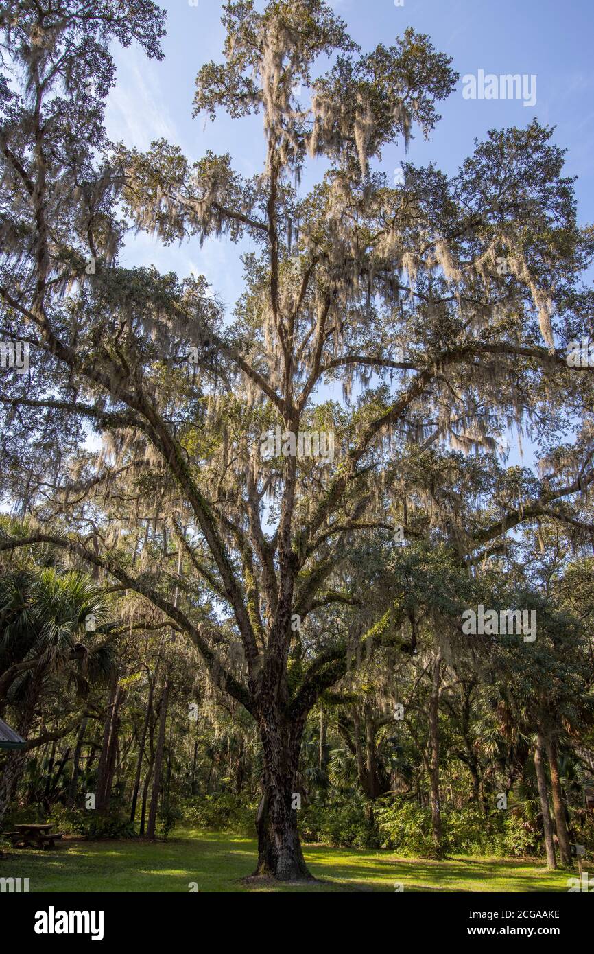 Goethe Baum Stockfotos und -bilder Kaufen - Alamy