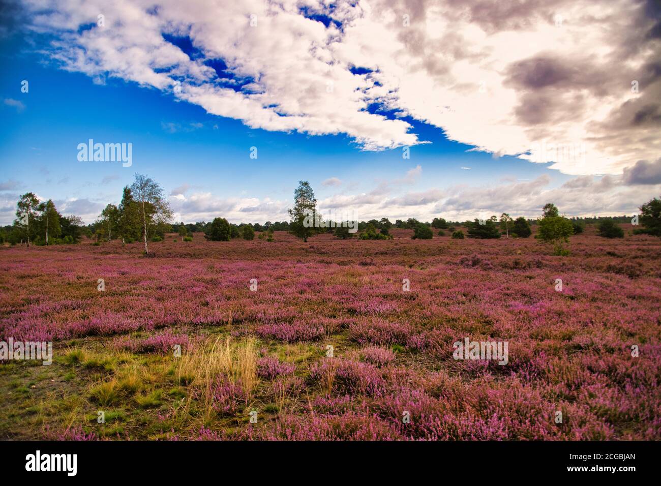 Lüneburger heide herbst -Fotos und -Bildmaterial in hoher Auflösung – Alamy