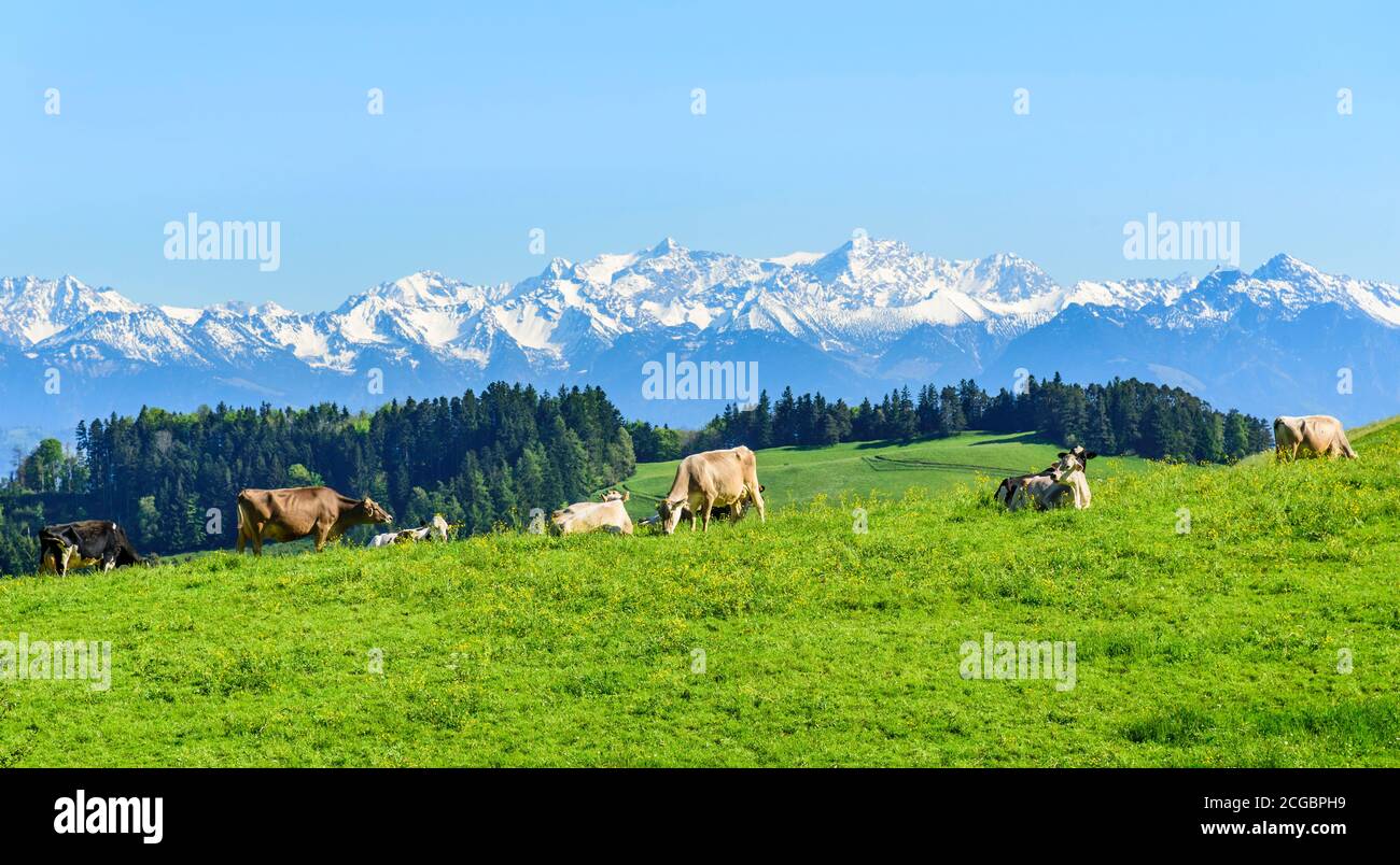 Ostschweiz, kuhweide -Fotos und -Bildmaterial in hoher Auflösung – Alamy