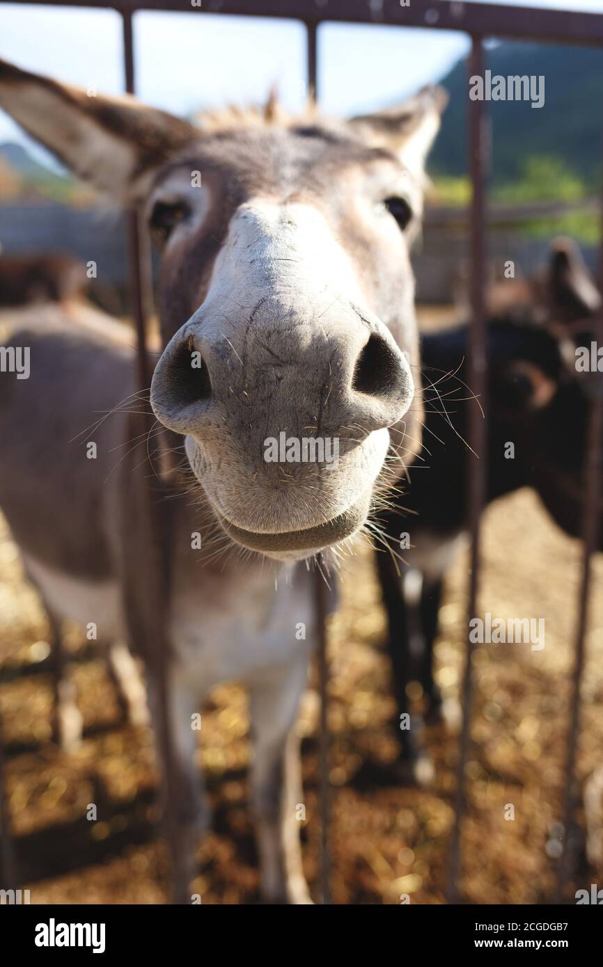 Esel kopf durch tor -Fotos und -Bildmaterial in hoher Auflösung – Alamy