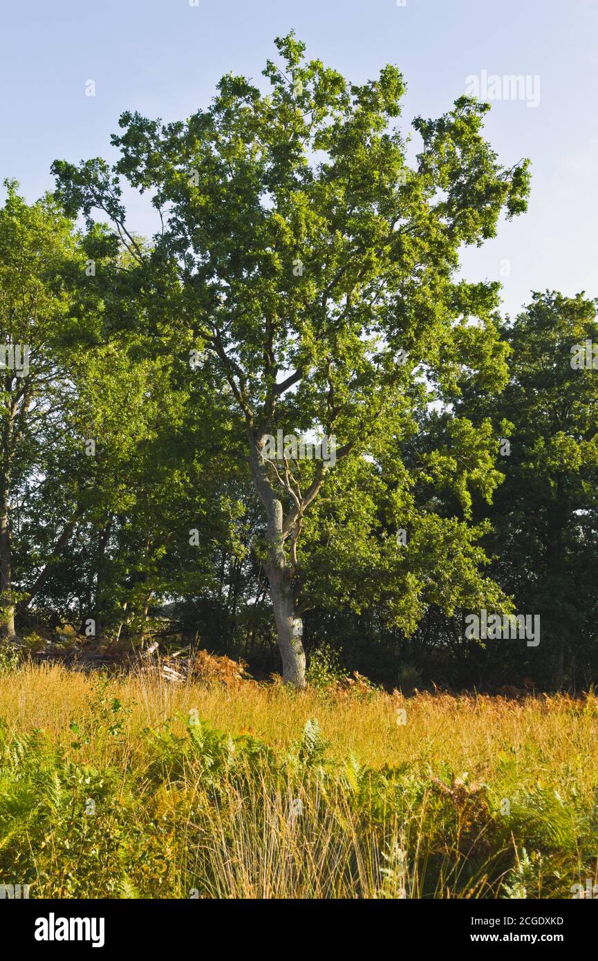 Eichel vektor -Fotos und -Bildmaterial in hoher Auflösung – Alamy