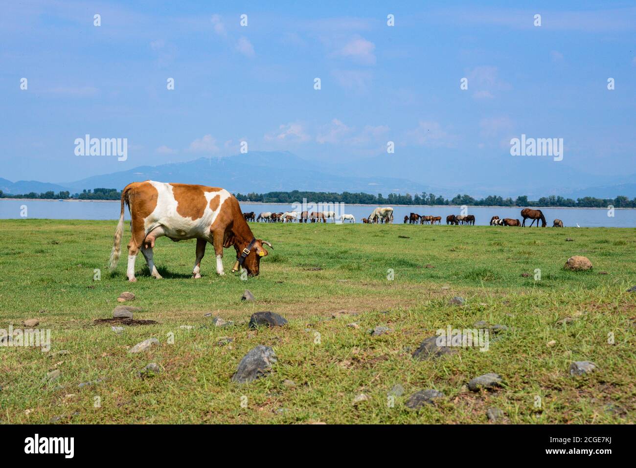 Pferde und kuh -Fotos und -Bildmaterial in hoher Auflösung – Alamy
