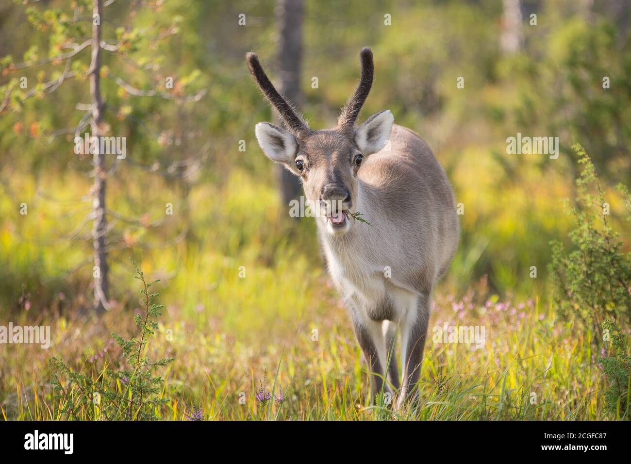 Rentier essen -Fotos und -Bildmaterial in hoher Auflösung – Alamy