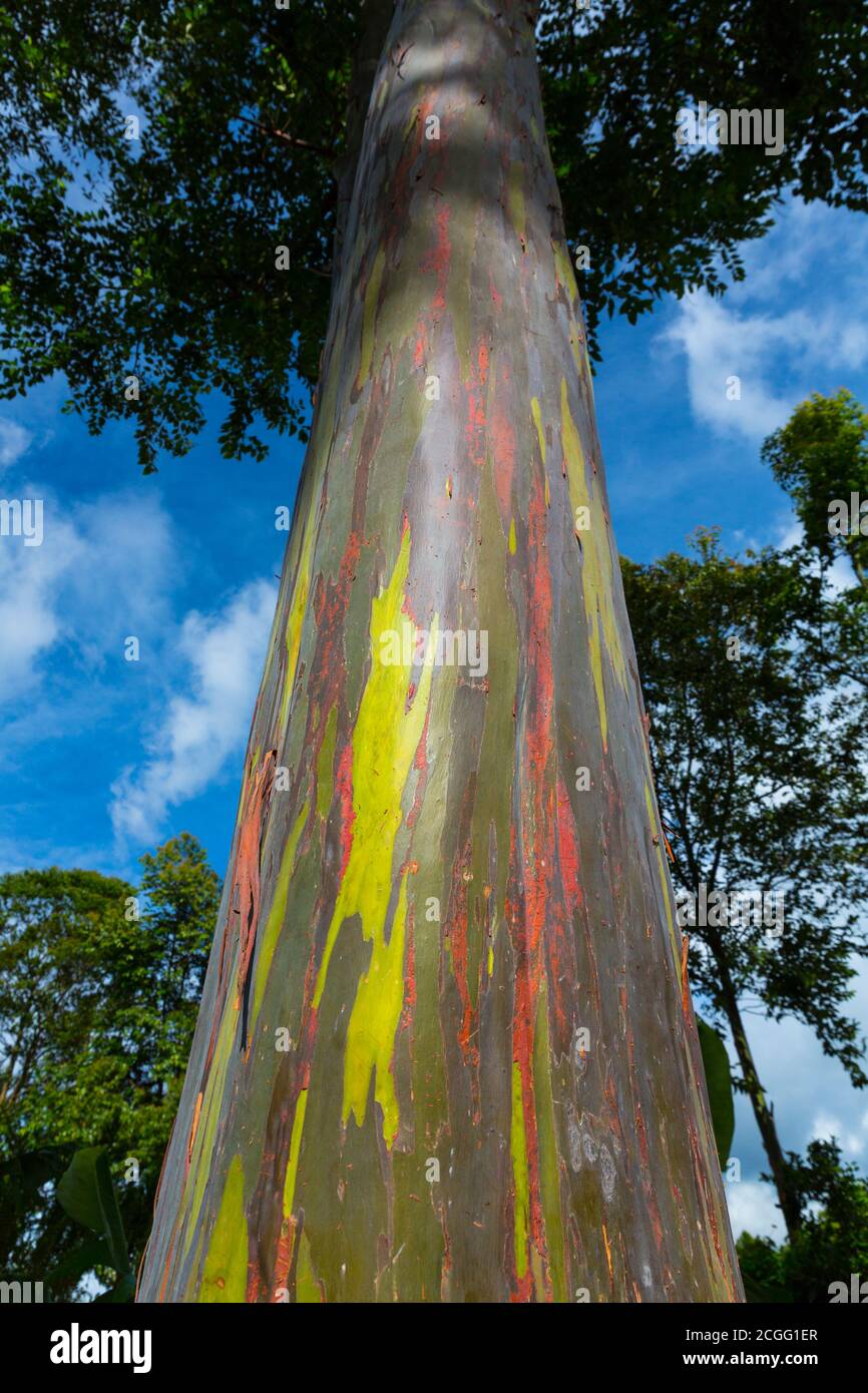 Eukalyptus eukalyptus sp -Fotos und -Bildmaterial in hoher Auflösung ...