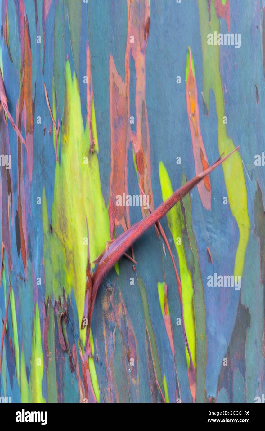 Eukalyptus eukalyptus sp -Fotos und -Bildmaterial in hoher Auflösung ...