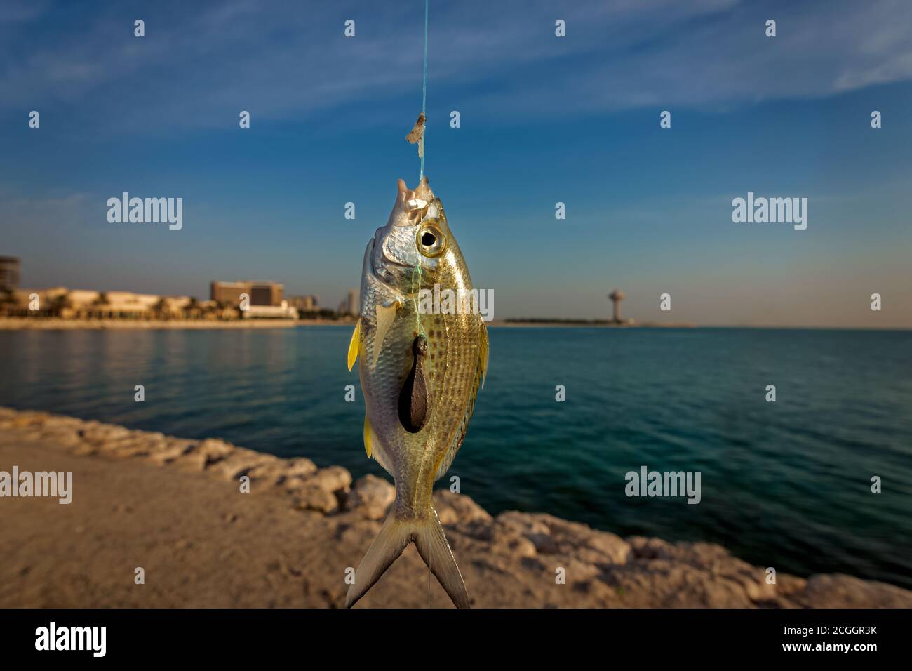 Fisch arabisches meer -Fotos und -Bildmaterial in hoher Auflösung – Alamy