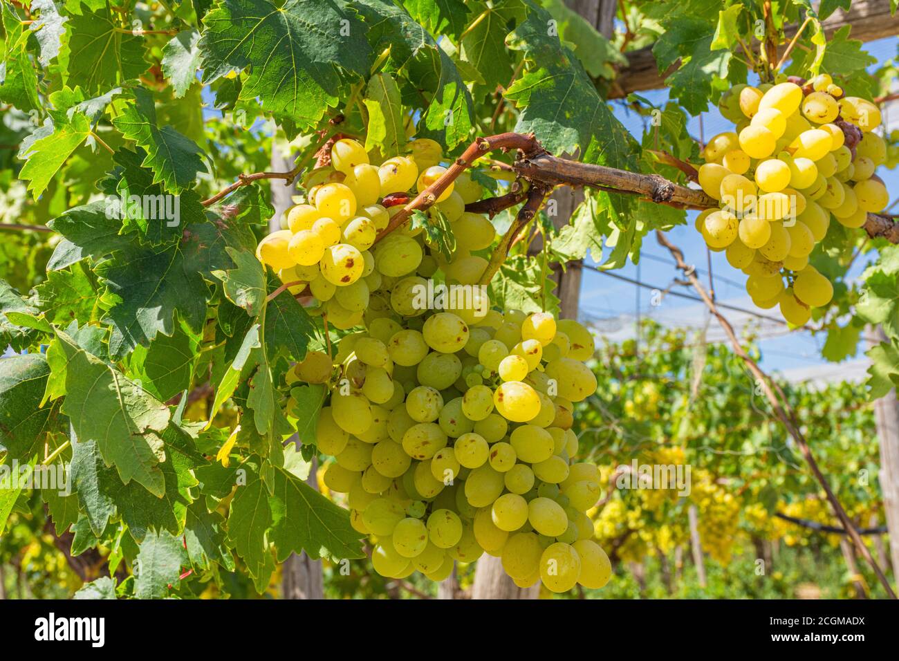 Blaue Weintrauben Stockfotos und -bilder Kaufen - Alamy