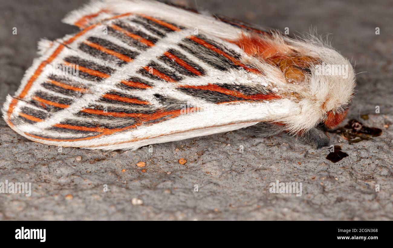 Rote motte -Fotos und -Bildmaterial in hoher Auflösung – Alamy