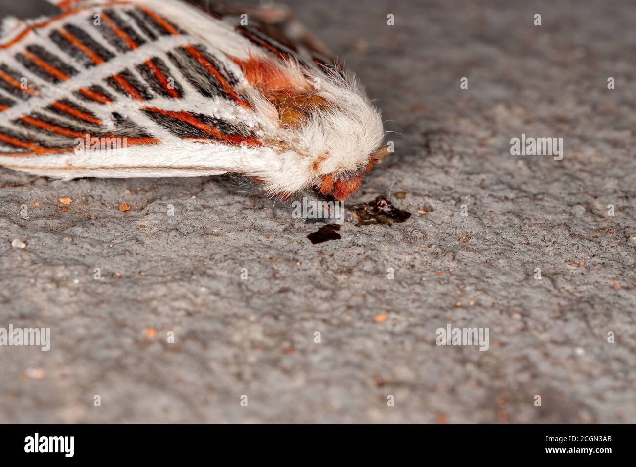 Rote motte -Fotos und -Bildmaterial in hoher Auflösung – Alamy