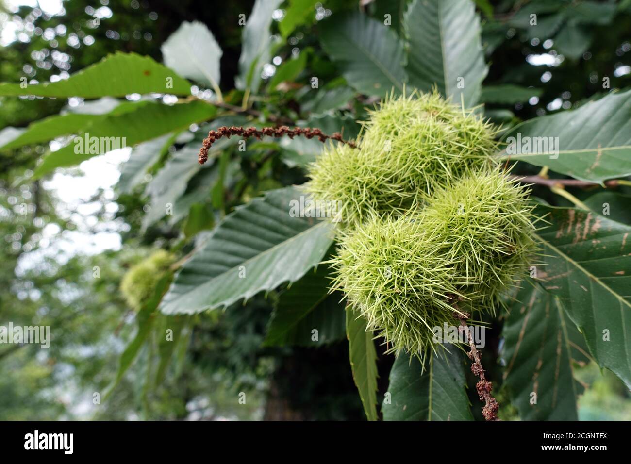 Castanea Sativa Edelkastanie Esskastanie Stockfotos und -bilder Kaufen ...